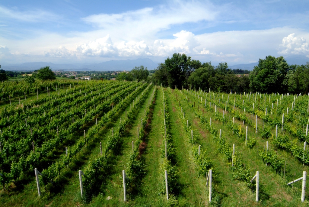Home | Colline Moreniche del Garda